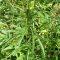 27 Interesting Facts about Hemp - World's Facts