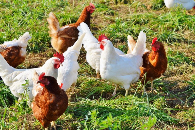 22 Interesting Facts about Hens - World's Facts