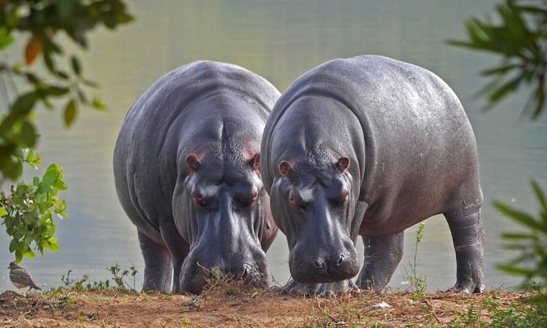 40 Interesting Facts about Hippos - World's Facts